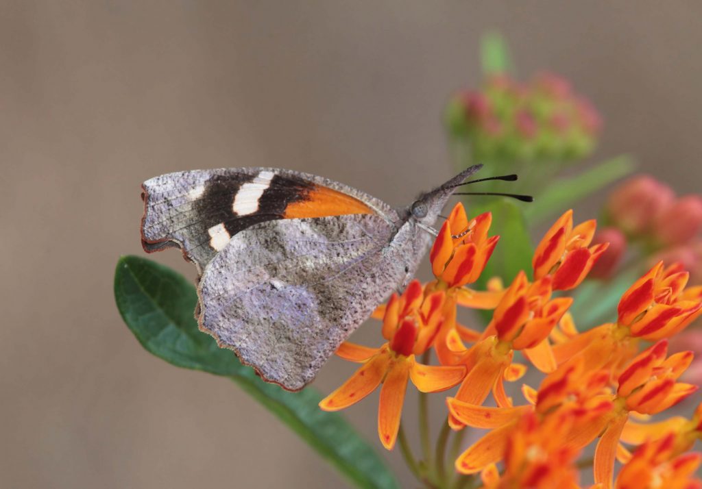 Common Eastern Butterflies - Shaver’s Creek Environmental Center