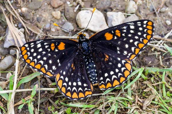 Common Eastern Butterflies - Shaver’s Creek Environmental Center
