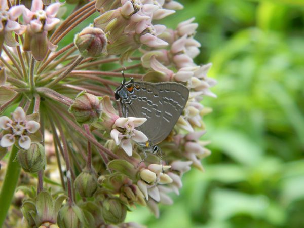 Common Eastern Butterflies - Shaver’s Creek Environmental Center