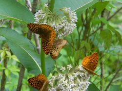 Common Eastern Butterflies - Shaver’s Creek Environmental Center