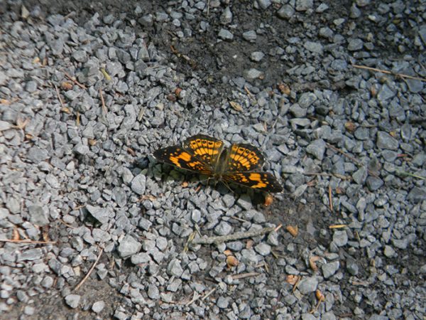 Common Eastern Butterflies - Shaver’s Creek Environmental Center