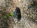 Common Eastern Butterflies - Shaver’s Creek Environmental Center