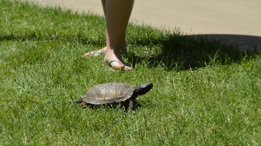 How to Help a Turtle Cross the Road - Shaver’s Creek Environmental Center