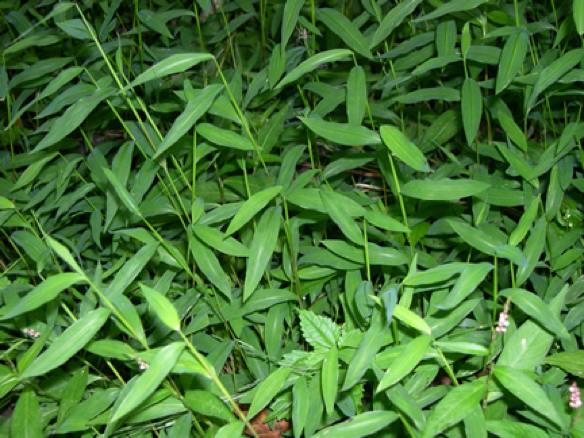 Stilt Grass Invasion - Shaver’s Creek Environmental Center