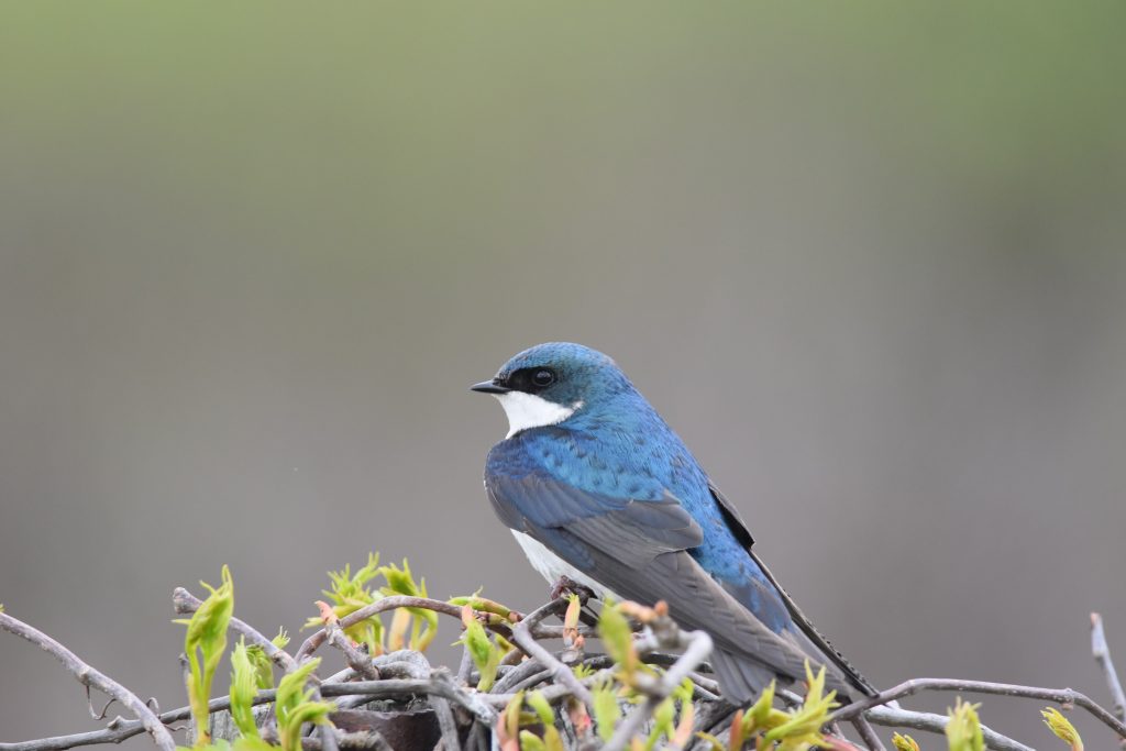 Return of the Bluebirds - Shaver’s Creek Environmental Center