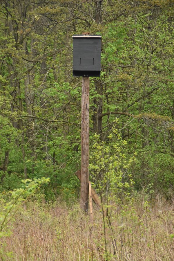Help Bats! Build a Bat Box - Shaver’s Creek Environmental Center