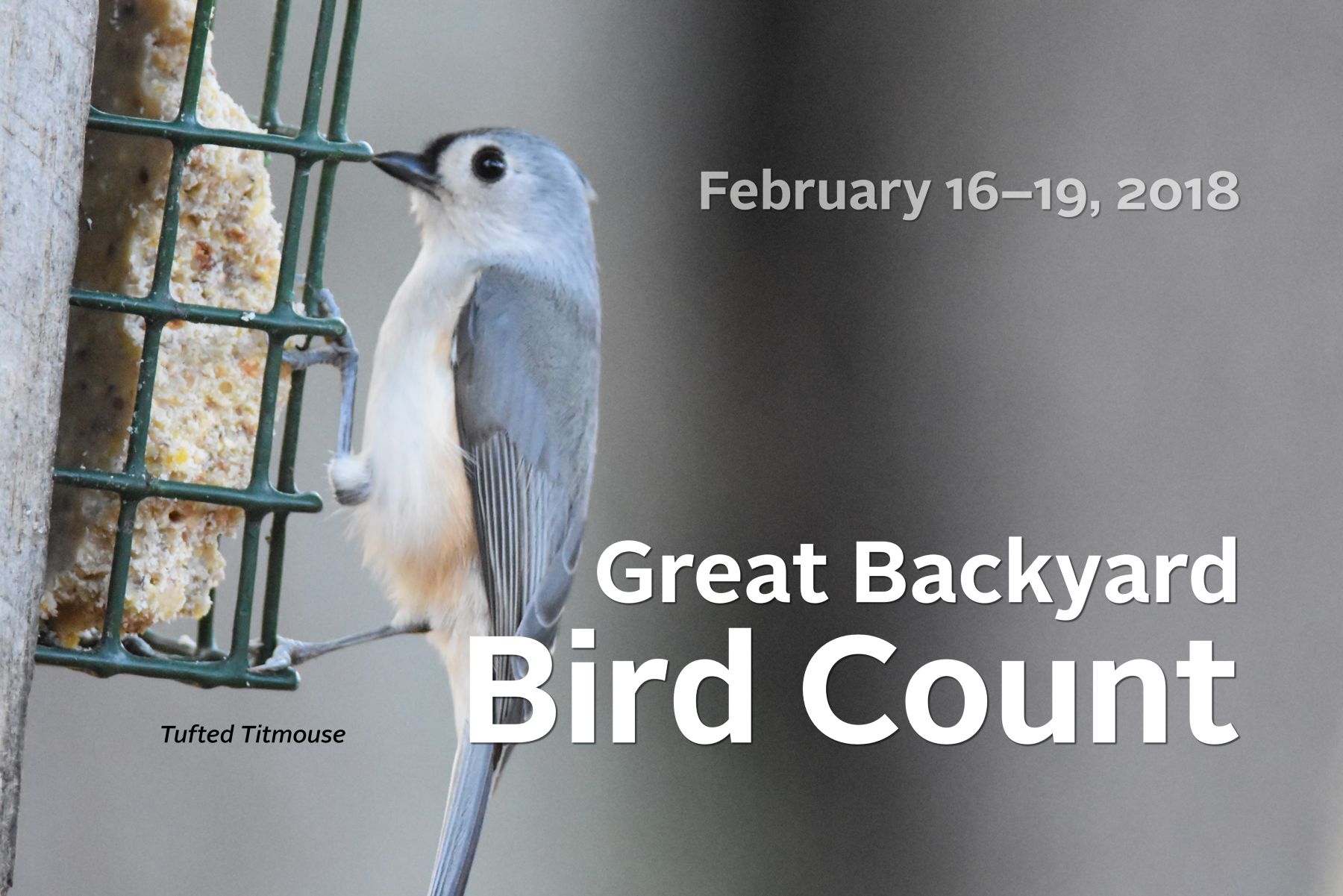 This Weekend: The Great Backyard Bird Count - Shaver’s Creek ...