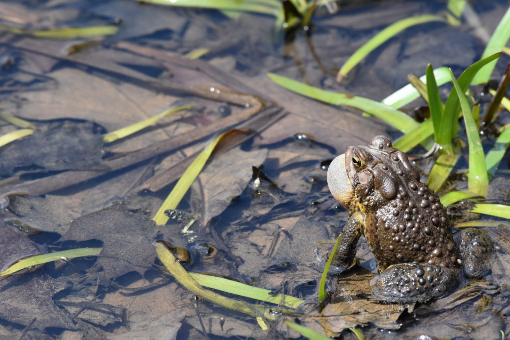 Shaver's Creek Discovery Room | Hands-on Nature Exhibits | Live Animals
