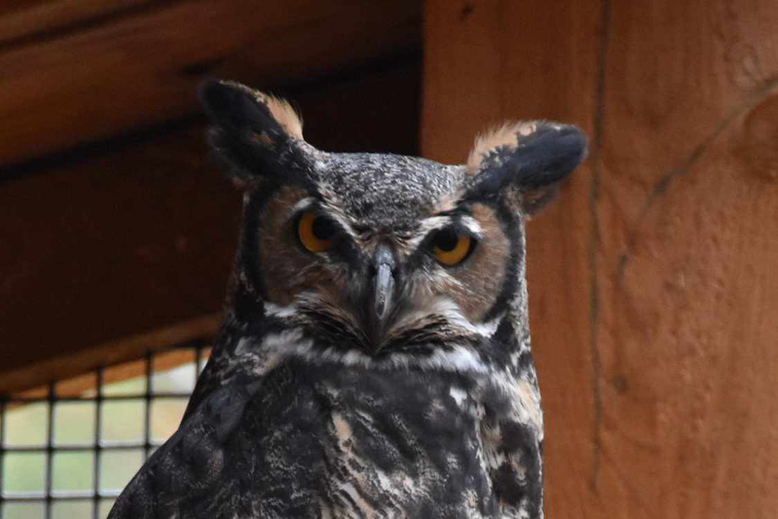 Sponsor a Raptor | Shaver’s Creek Environmental Center