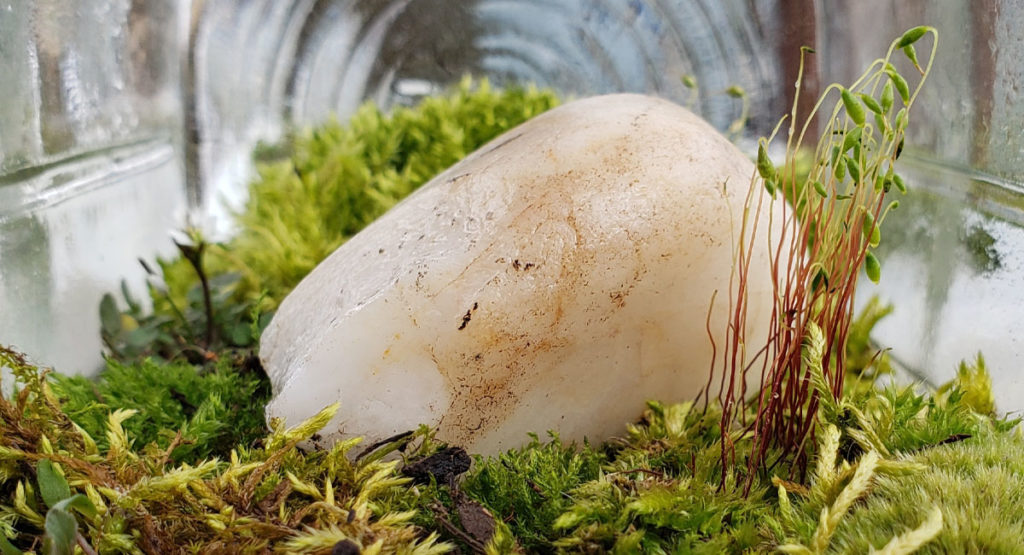 Create Your Own Mini Ecosystem at Home! - Shaver’s Creek Environmental ...