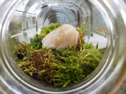 Create Your Own Mini Ecosystem at Home! - Shaver’s Creek Environmental ...