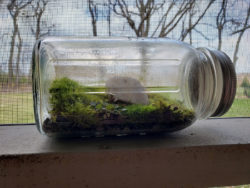 Create Your Own Mini Ecosystem at Home! - Shaver’s Creek Environmental ...