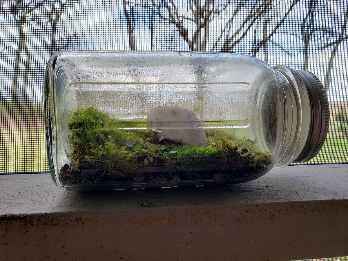 Create Your Own Mini Ecosystem at Home! - Shaver’s Creek Environmental ...
