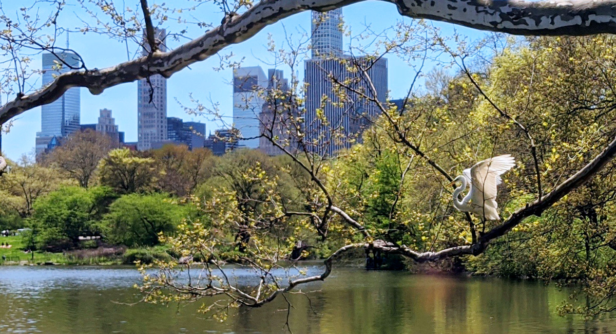 Dispatches from New York: Birding in the City - Shaver’s Creek ...