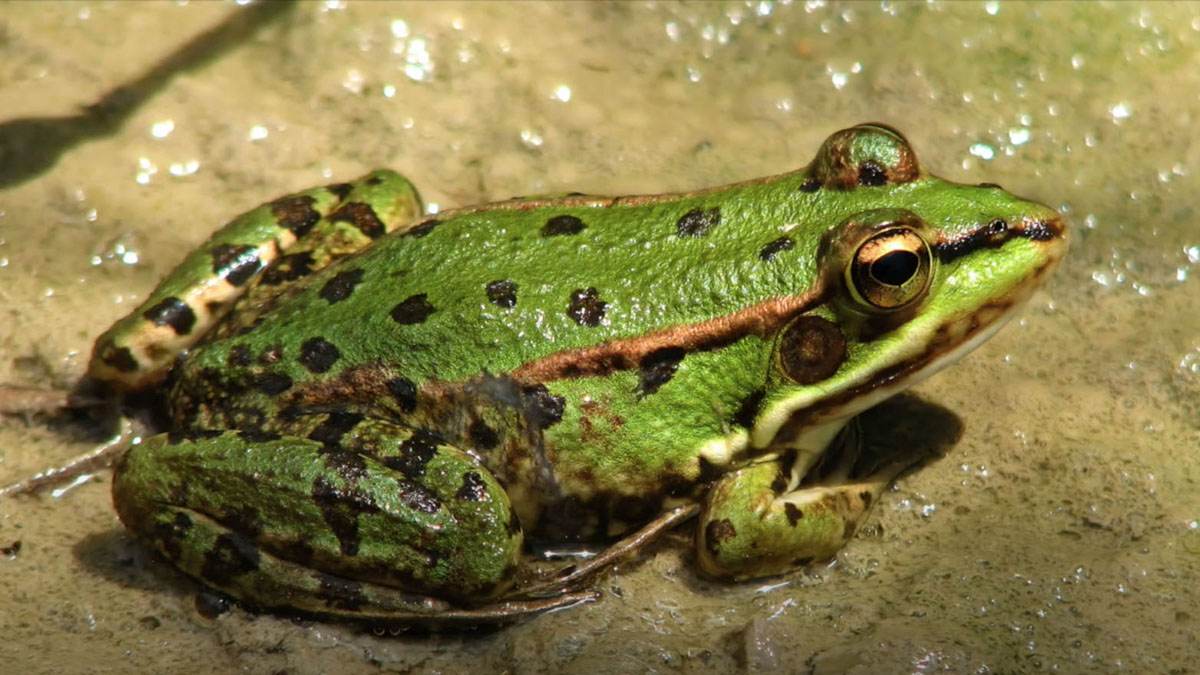 Amphibian Life Cycle Adventures - Nature Activities to Go - Shaver’s ...
