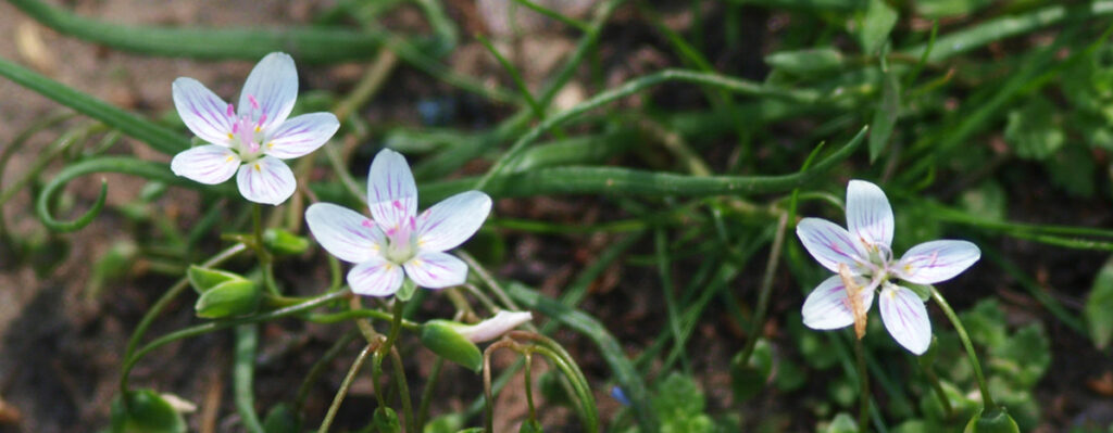 Spring Flowers Walk - Shaver’s Creek Environmental Center