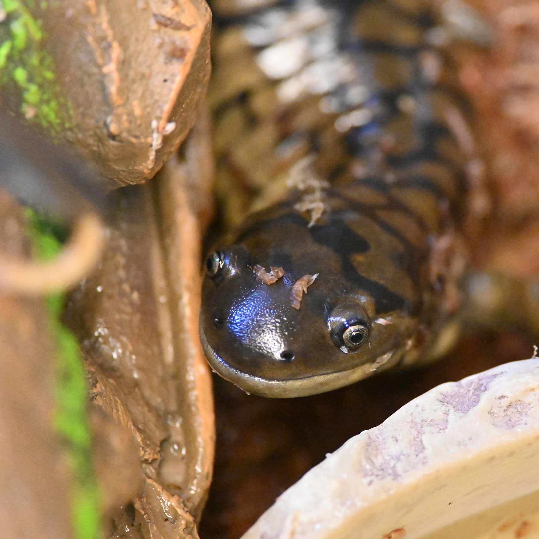 Habitat Spotlight: Forests - Shaver’s Creek Environmental Center