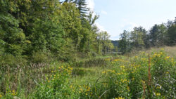 Habitat Spotlight: Early Successional Habitat - Shaver’s Creek ...